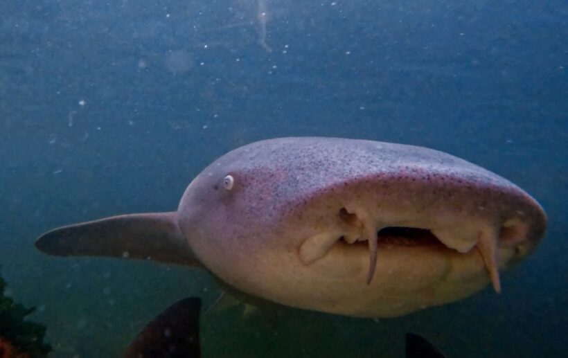 Anna Bay: Irukandji Entry Pass with Reef Shark Snorkel - Key Points