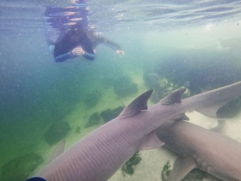 Anna Bay: Irukandji Entry Pass with Reef Shark Snorkel - An In-Depth Look at the Experience