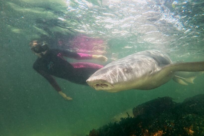 Anna Bay: Irukandji Entry Pass with Reef Shark Snorkel - Final Thoughts