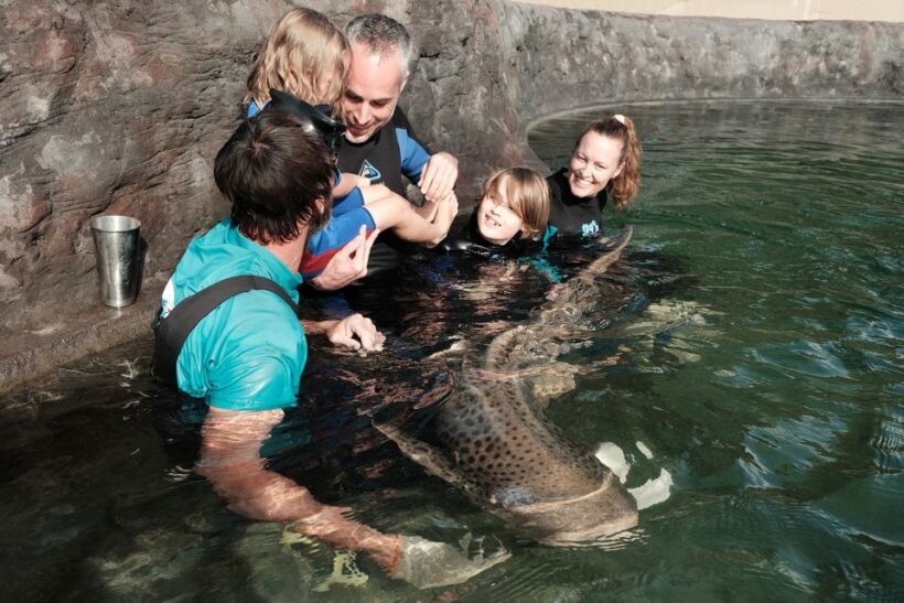 Anna Bay: Irukandji Entry Pass with Zebra Shark Encounter - An Overview of the Experience