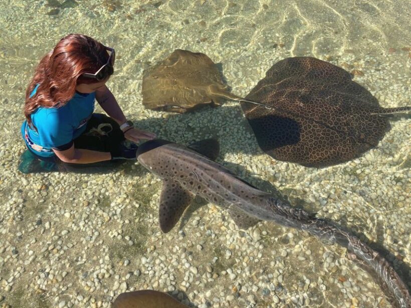 Anna Bay: Irukandji Entry Pass with Zebra Shark Encounter - The Practical Details and Value