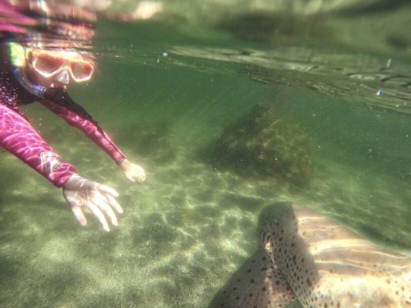 Anna Bay: Irukandji Entry with Zebra Shark Snorkel - Key Points