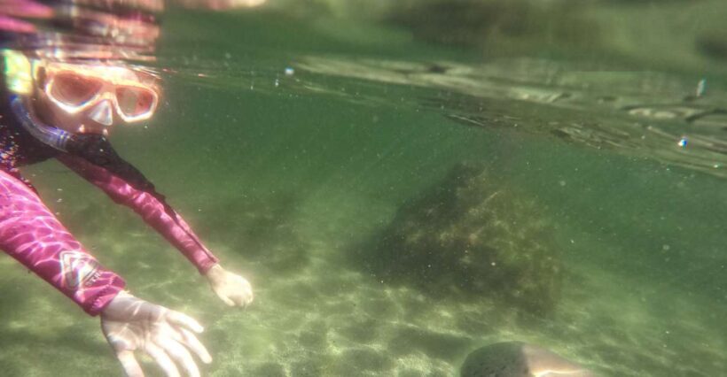 Anna Bay: Irukandji Entry with Zebra Shark Snorkel - What Is the Irukandji Shark & Ray Encounters Experience?
