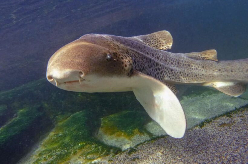 Anna Bay: Irukandji Entry with Zebra Shark Snorkel - Who Would Enjoy This Tour?