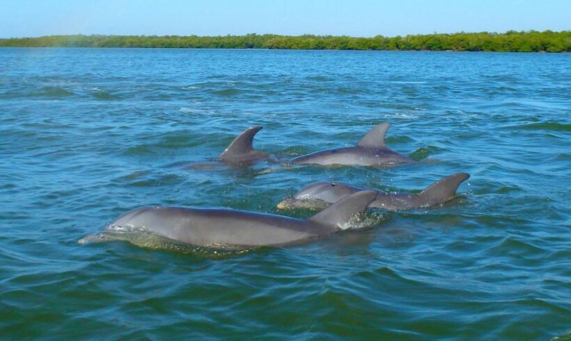 Anna Maria Island and Bradenton: Sunset Kayak Dolphin Tour - Practical Details and Considerations