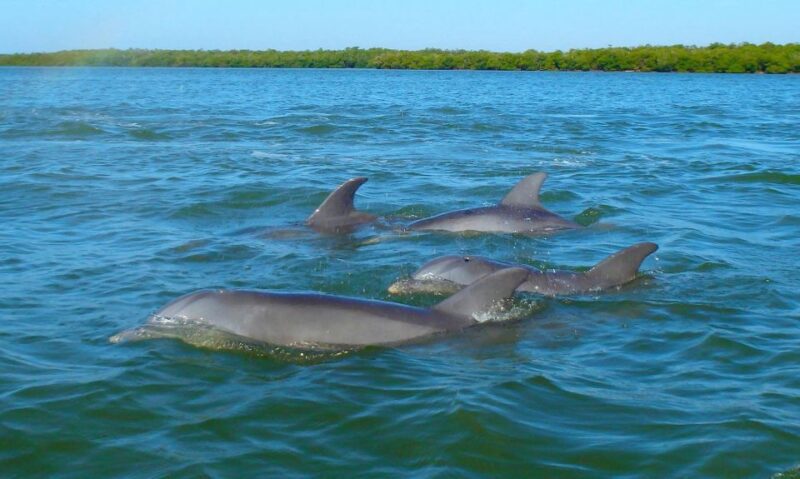 Anna Maria Island and Bradenton: Sunset Kayak Dolphin Tour - Key Points