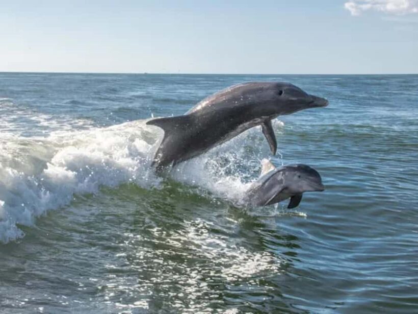 Anna Maria Island: Dolphin Cruise - The Experience in Detail