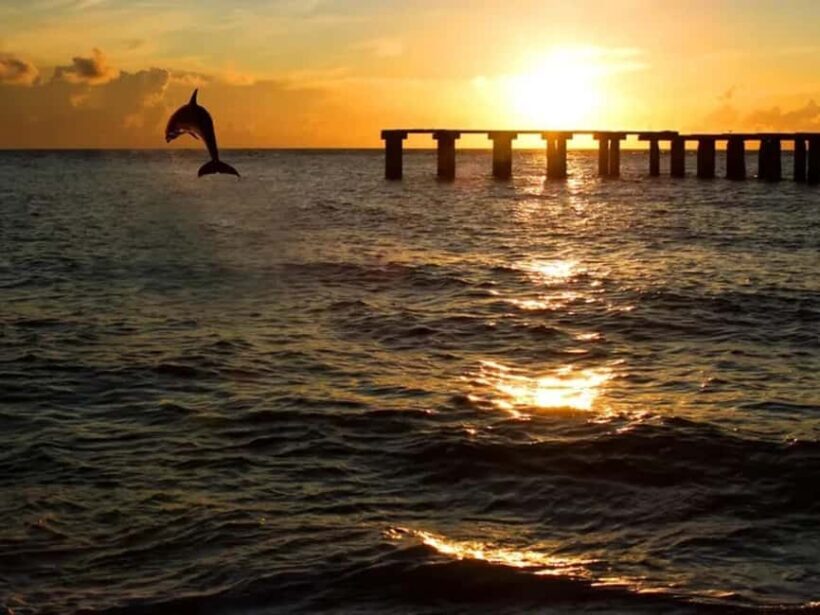 Anna Maria Island: Sunset Dolphin Cruise - FAQ