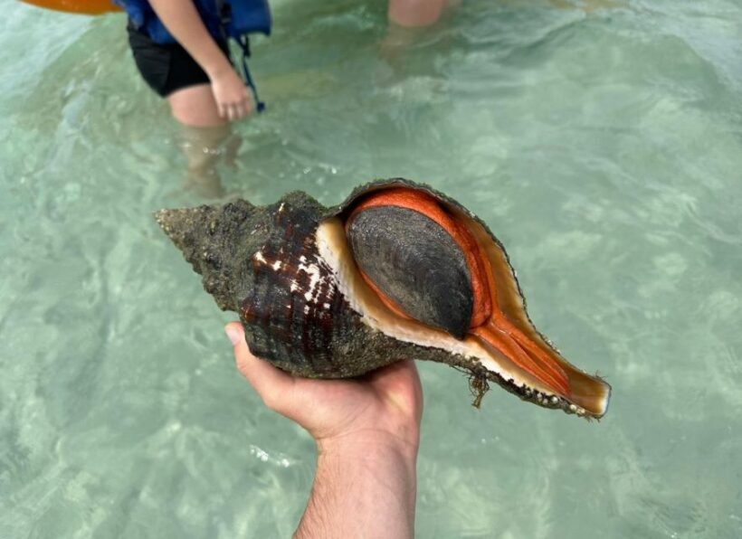 Anna Maria Island: The Island Kayak Tour - The Sum Up