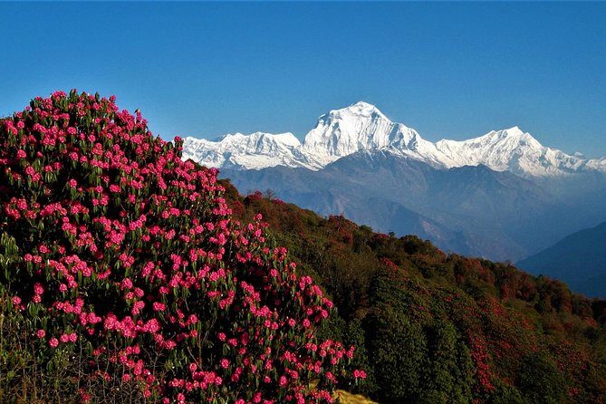 Annapurna Base Camp trek - The Pros and Cons