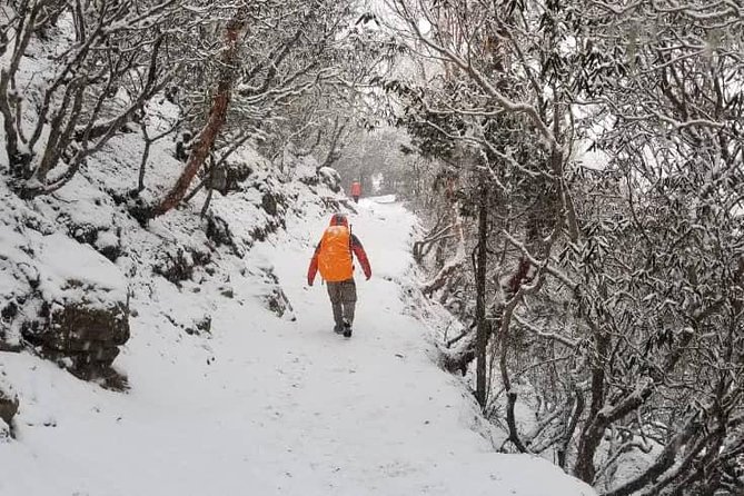 Annapurna base camp trek 5 Days - Day 5: Descending and Celebrating