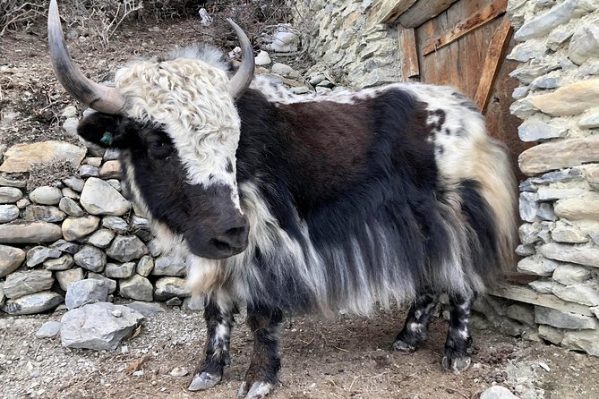 Annapurna Circuit Trek - FAQs