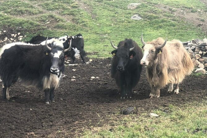 Annapurna Circuit Trek in Nepal (9 Days) - FAQ Section