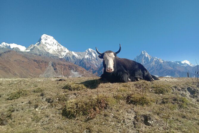 Annapurna View Trek - Authentic Reviews and Real Experiences