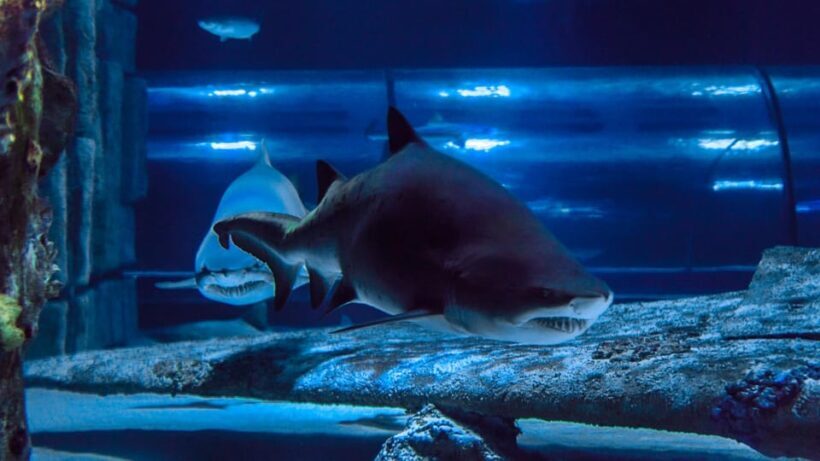 Antalya: Aquarium and Wax Museum Entry Ticket - Final Words