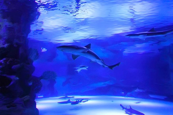 Antalya Aquarium Tour Platinium Tour - FAQ: Your Questions Answered