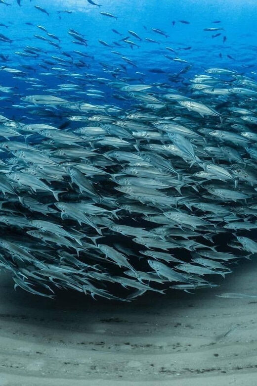 Antalya, Side and Alanya: Scuba Diving with Lunch & 2 Dives - Who This Tour Is For