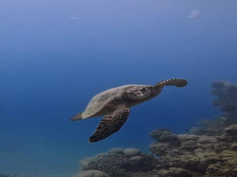 Antalya, Side and Alanya: Scuba Diving with Lunch & 2 Dives - The Highlights from Traveler Reviews