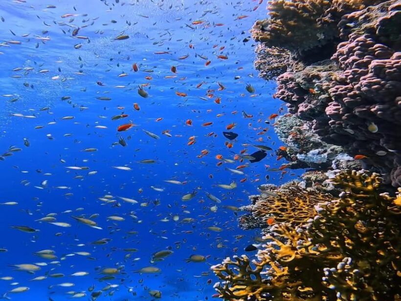 Antalya, Side and Alanya: Scuba Diving with Lunch & 2 Dives - Practical Tips for Participants