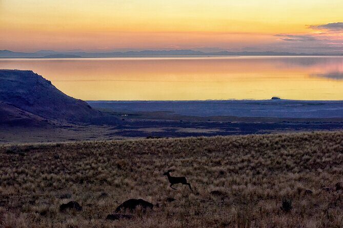 Antelope Island Wildlife Expedition Great Salt Lake Adventure - Why This Tour Offers Great Value