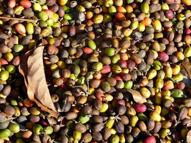 Antigua Sip 'n Cycle Half-Day Bike Ride and Coffee Tour - Key Points