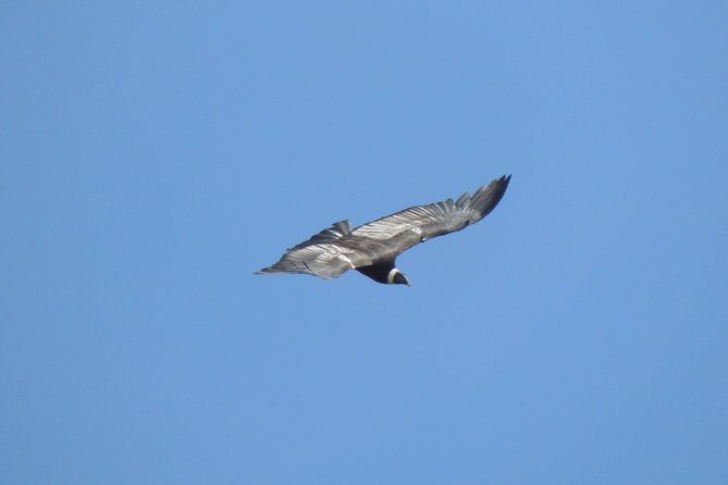 Antisana and Condors Watching Day Trip - Wildlife and Nature Experience