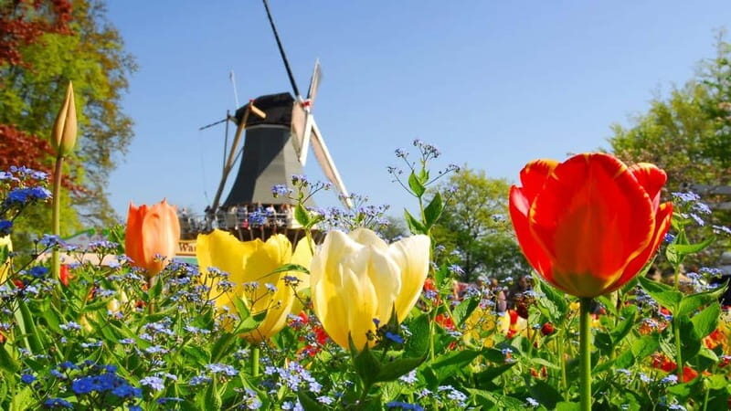 Antwerp: Full-day Holland Guided Keukenhof & Kinderdijk Tour - A Closer Look at the Experience