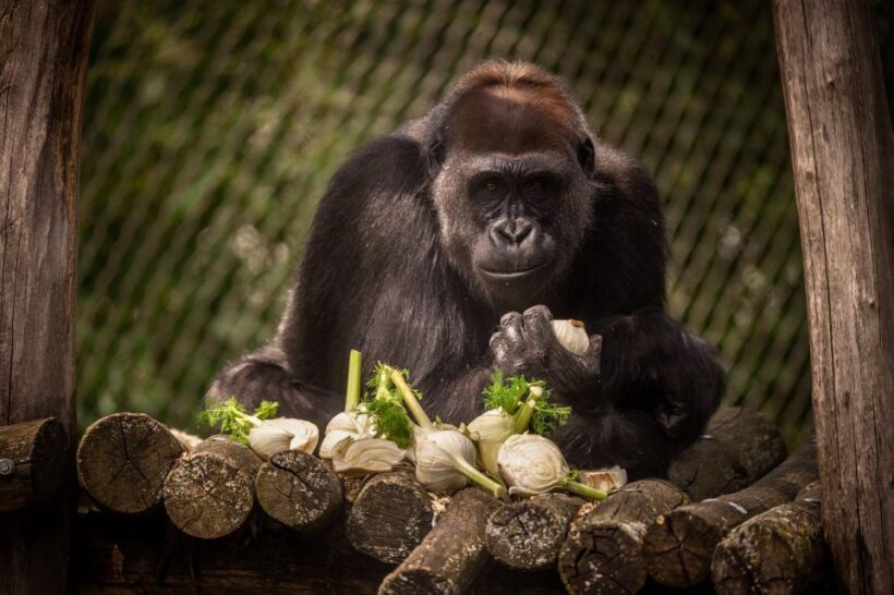 Antwerp: ZOO Entry Ticket - Key Points