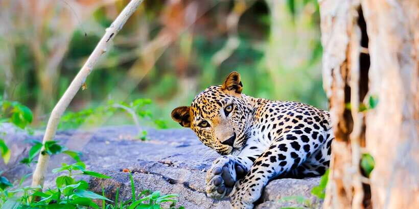 Anuradhapura: Full-Day Wilpattu National Park Private Safari - Transport, Timing, and Group Size