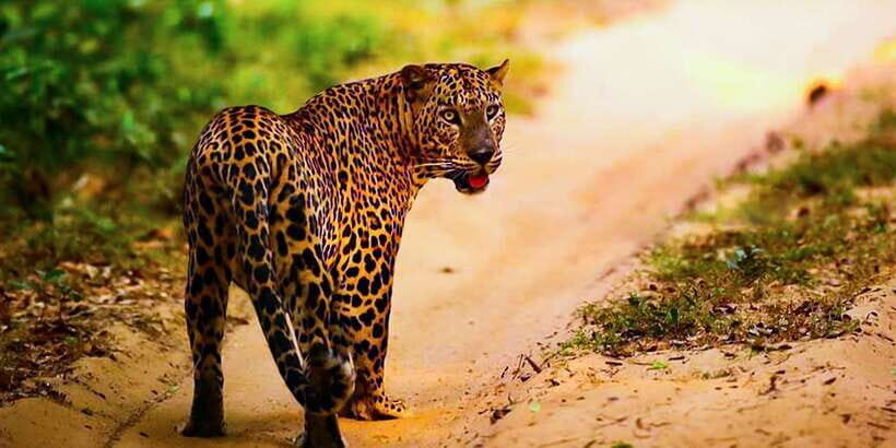 Anuradhapura: Full-Day Wilpattu National Park Private Safari - Final Thoughts: Is This Safari for You?