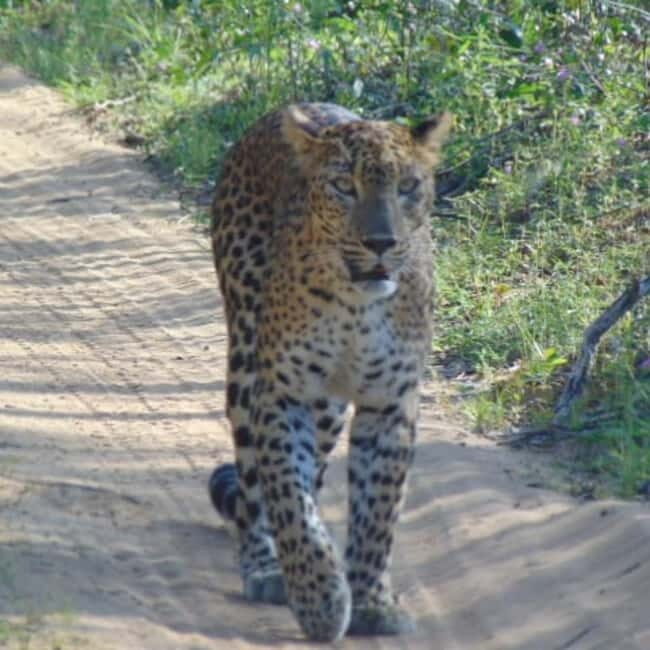 Anuradhapura: Full-Day Wilpattu National Park Private Safari - FAQ