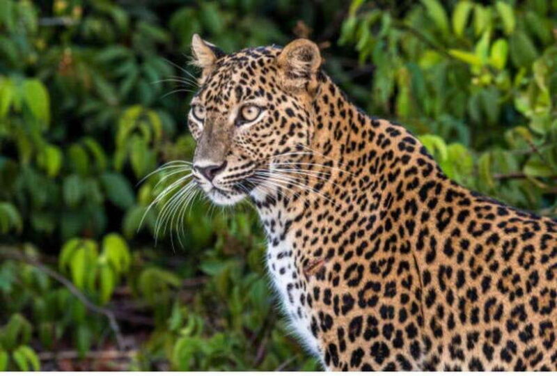 Anuradhapura: Morning or Evening Safari at Wilpattu -Private - Who Should Consider This Tour?