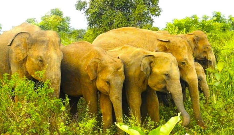 Anuradhapura: Sigiriya Fortress and Habarana Safari Tour - Key Points