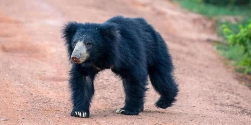 Anuradhapura: Wilpattu National Park Day Trip with entrance - Key Points