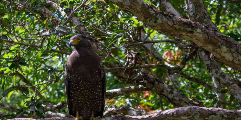 Anuradhapura: Wilpattu National Park Day Trip with entrance - How the Tour Compares to Other Wildlife Experiences