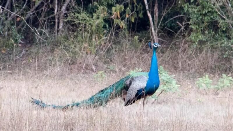 Anuradhapura: Wilpattu National Park Day Trip with entrance - FAQs