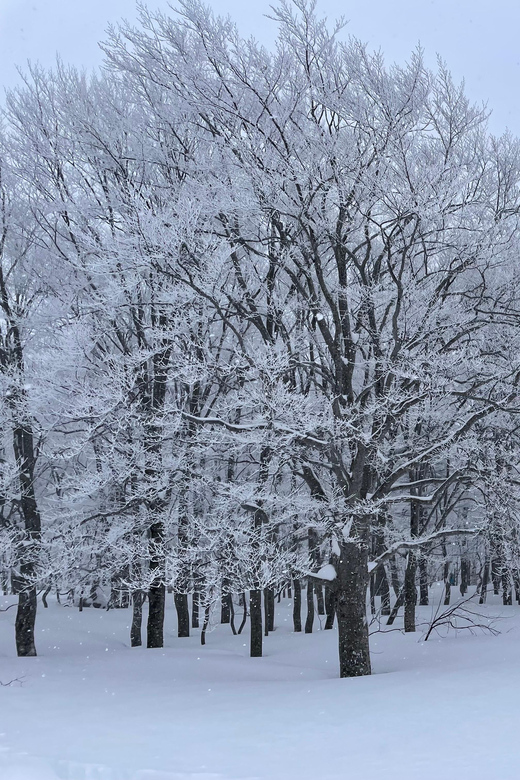 Aomori: Winter Bites ; Taste a Local Flavor in Snow Trek - Snowshoe Adventure Through the Snowy Landscape