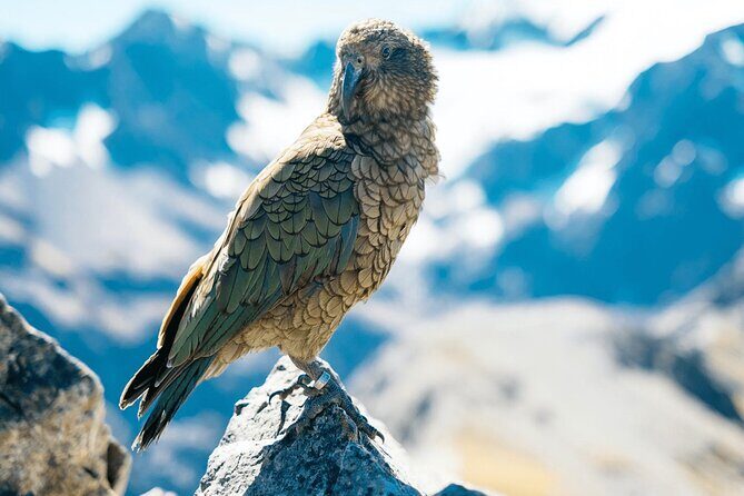 Aoraki Adventure Private Tour from Timaru Cruise Port - A Scenic Drive into the Heart of Canterbury