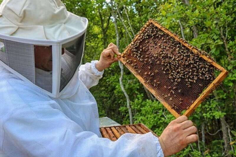 Apiary Tour (Bee tour) also Archeological site and salt Pond - Key Points