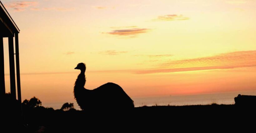 Apollo Bay: Dusk Discovery Great Ocean Road Wildlife Tour - FAQ