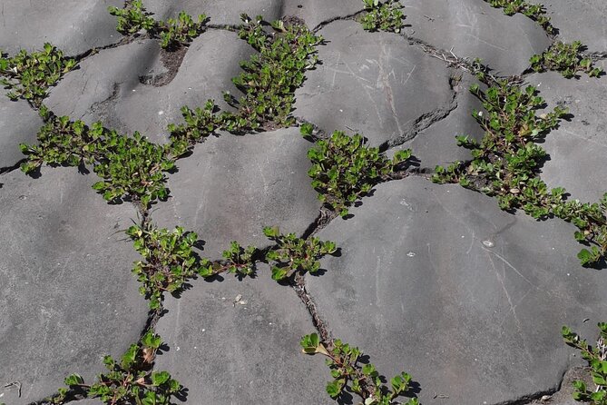 Appian Way Catacombs and Acqueducts - Lunch and Refreshment