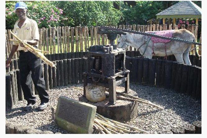 Appleton Estate Rum Private Tour - A Detailed Look at the Appleton Estate Rum Private Tour