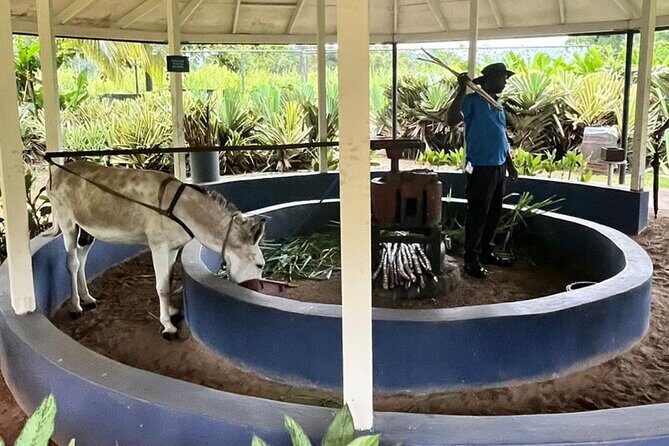 Appleton Estate Rum Tasting and YS Falls - Exploring the Tour in Detail