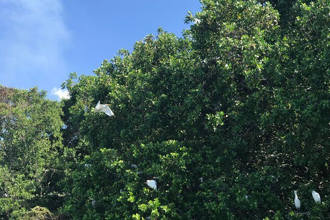 Appleton Rum Factory, Ys Falls, Black River Safari, Floyds Pelican Bar - The Sum Up: Is it Worth It?