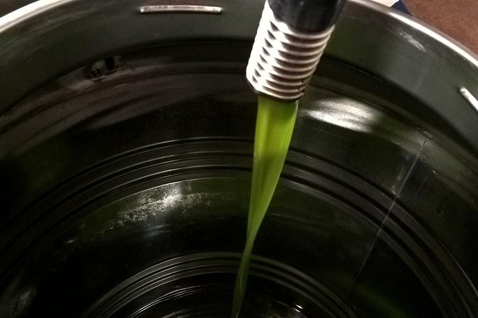 Apprentice Olive Oil Taster for a Day! - Exploring the Organic Olive Groves