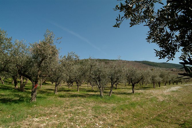 Apprentice Olive Oil Taster for a Day! - Savoring Local Delicacies