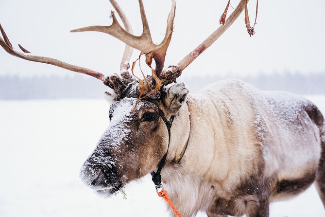 Apukka Reindeer Journey - What to Expect from the Apukka Reindeer Journey