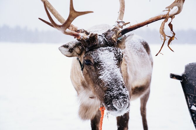 Apukka Reindeer Journey - Practical Tips for Travelers