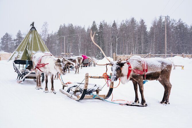 Apukka Reindeer Journey - Who Should Consider This Tour?