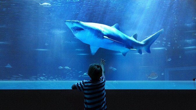 Aqua Rio + Olympic Boulevard Tour - Rio De Janeiro by Pepe Rio Tours - Key Points